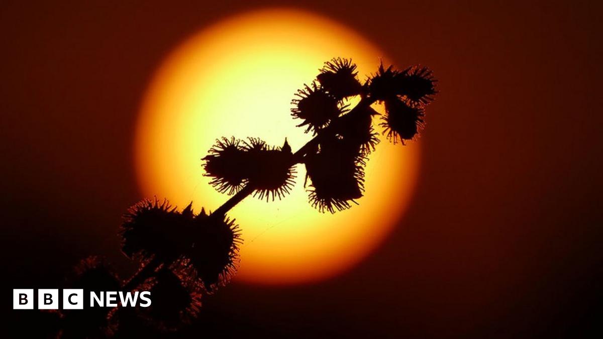 In pictures: Hot weather returns to the UK - BBC News