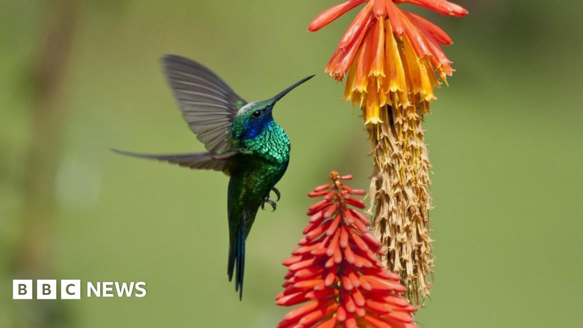 What is biodiversity and how are we protecting it? - BBC News