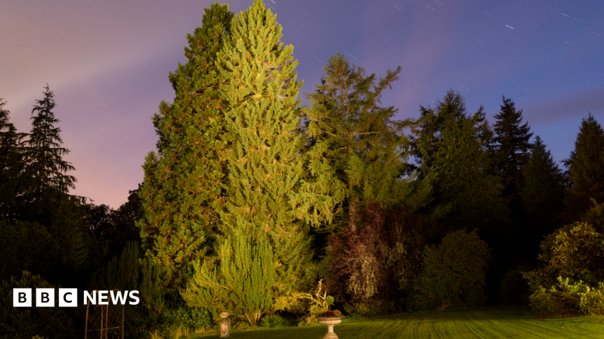 Scotland's Tree of the Year finalists unveiled - BBC News