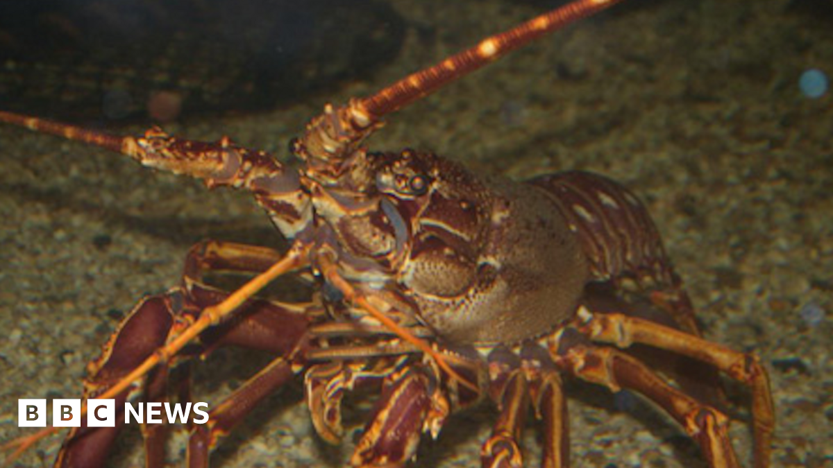 New protection for south west crawfish numbers - BBC News