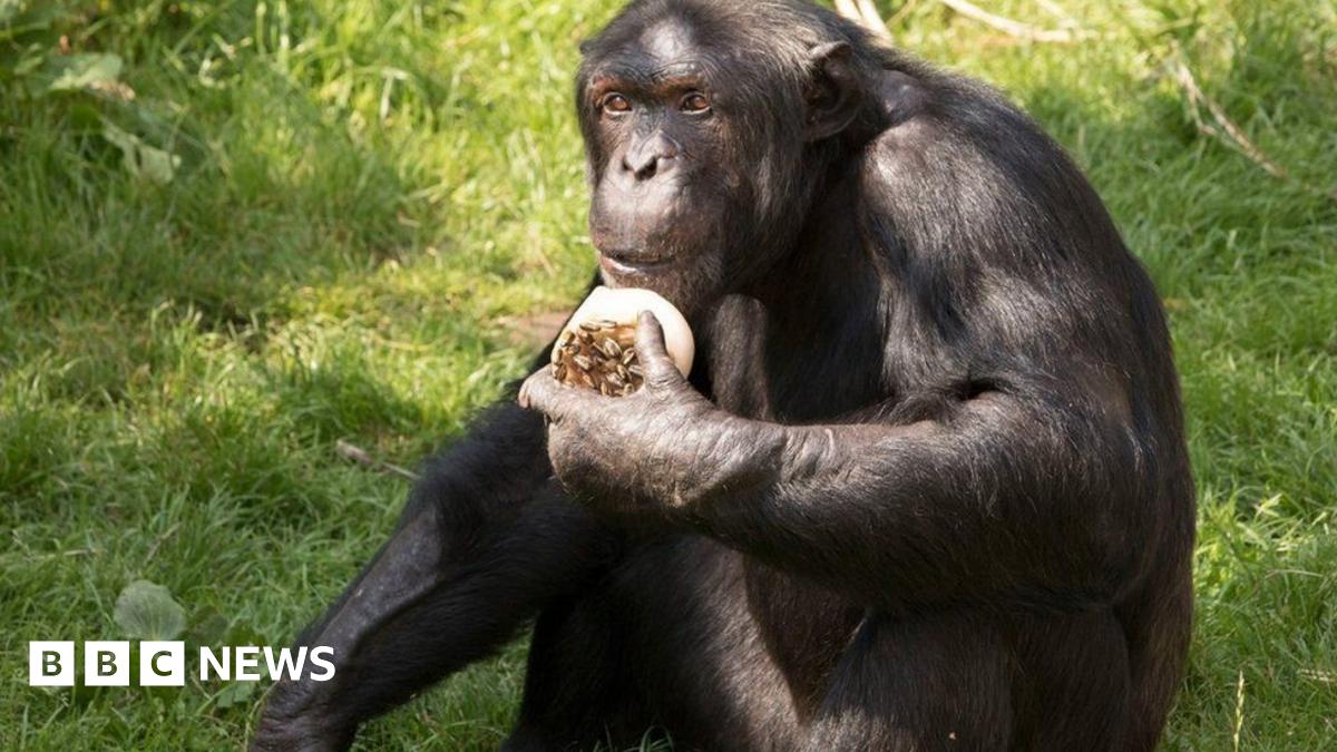 Edinburgh Zoo: Injured chimpanzee returns to enclosure after fatal ...