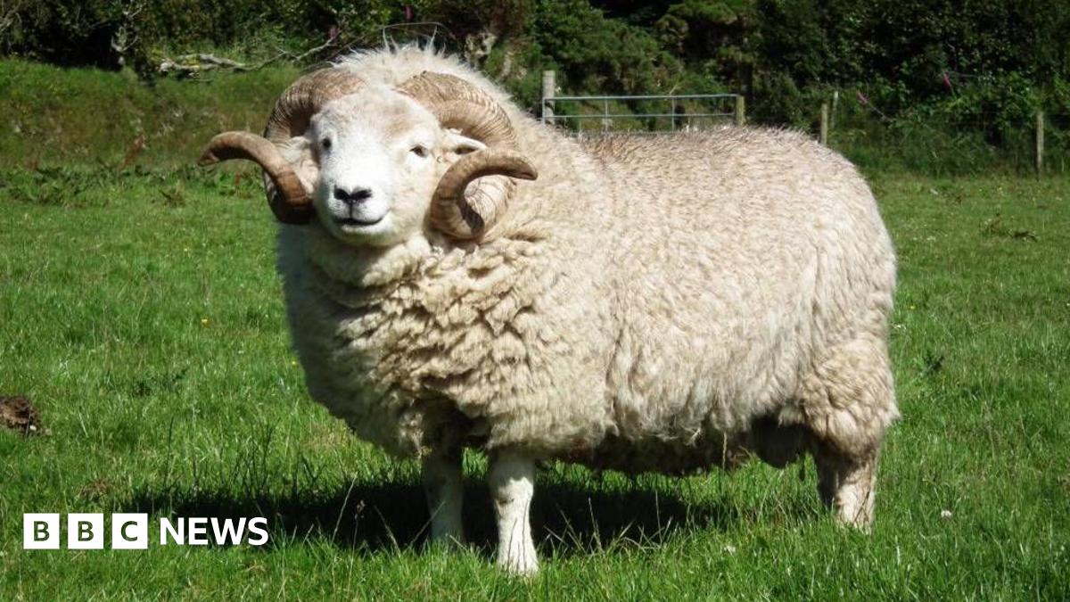 Exmoor Horn Sheep bring joy to Somerset farmer couple - BBC News