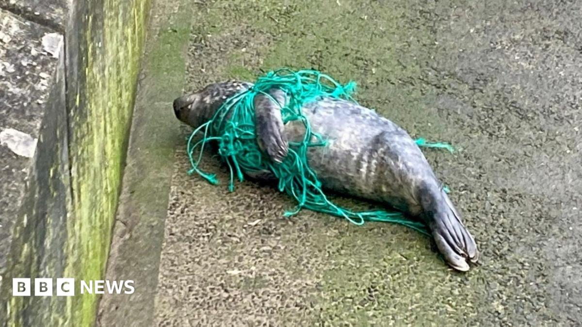 Seal saved in Scarborough after becoming trapped in fishing net - BBC News