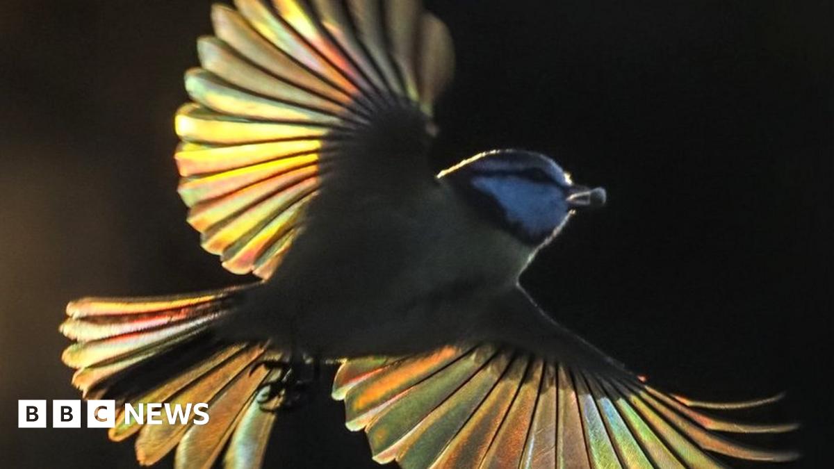 Photographer stops time to snap butterflies and birds - BBC News