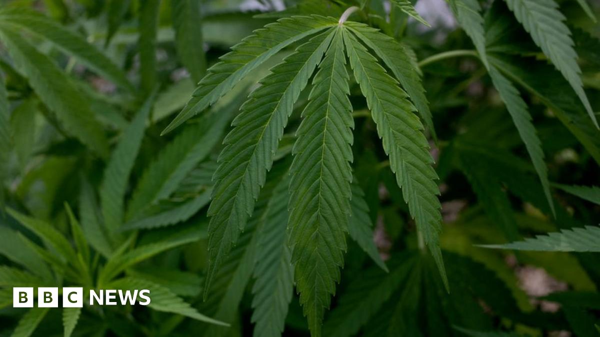 Drugs: Major Welsh bust recovers large cannabis haul - BBC News