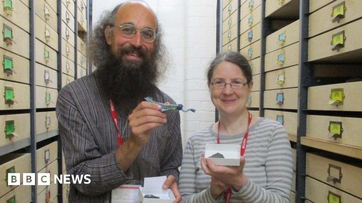 Fossils found in Powys sheep field by researchers - BBC News