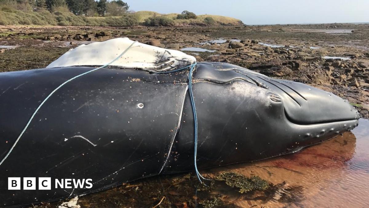 'Drowned' whale washes up on beach in East Lothian - BBC News
