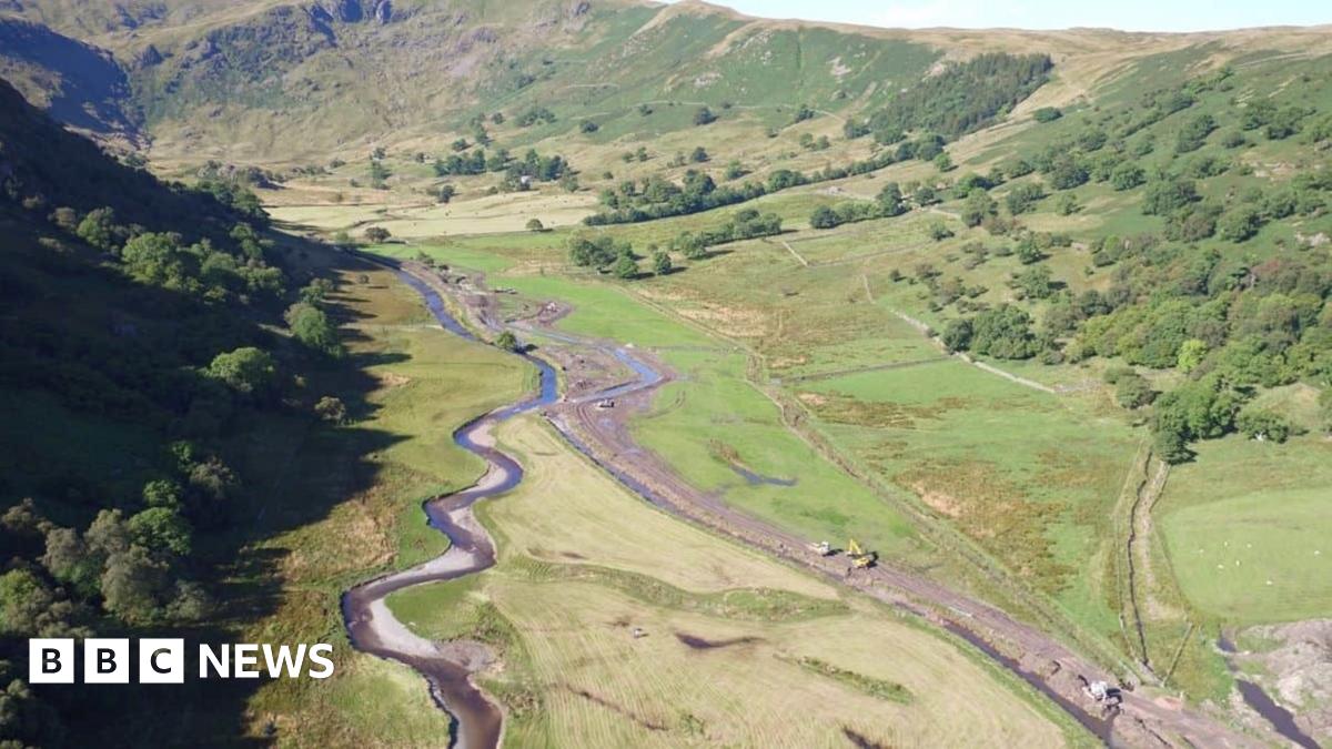 Salmon breeding after straightened Cumbria stream rewiggled - BBC News