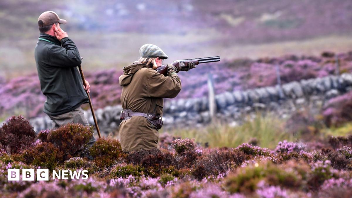 Grouse shooting: Labour calls for review amid habitat concerns - BBC News