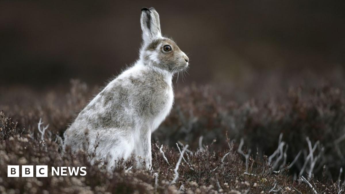 Call for immediate ban on hare culls in Scotland - BBC News