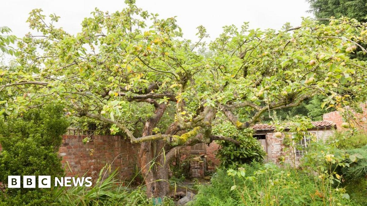 University's bid to save original Southwell Bramley apple tree - BBC News