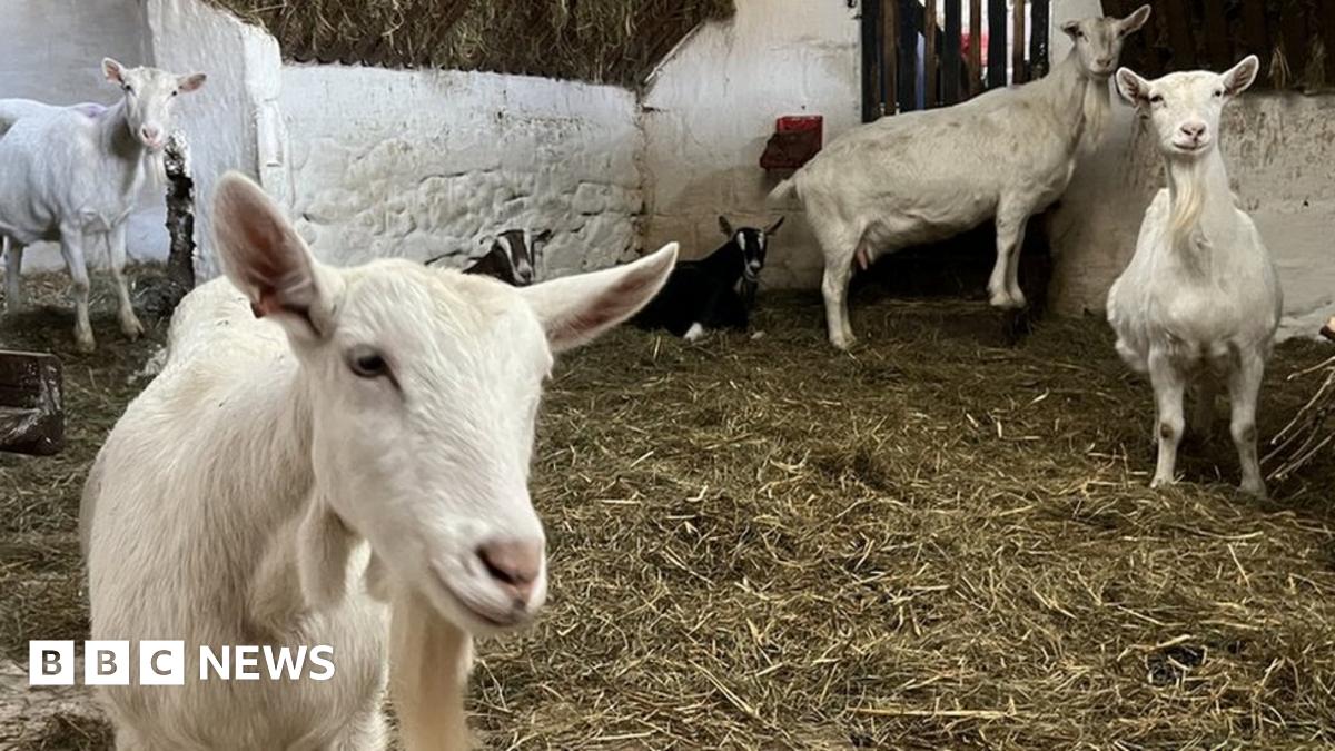 Gut health: Goat milk firm's poo post box tests microbiome - BBC News