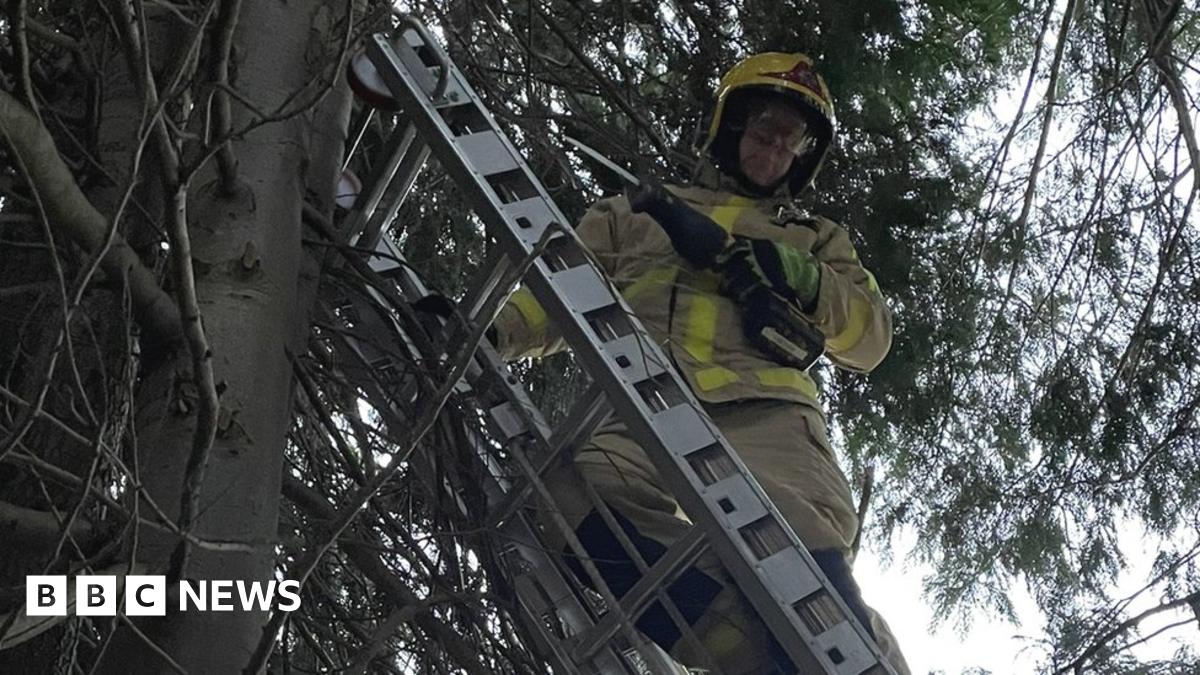 Cat grounded after three days stuck in Market Drayton tree - BBC News