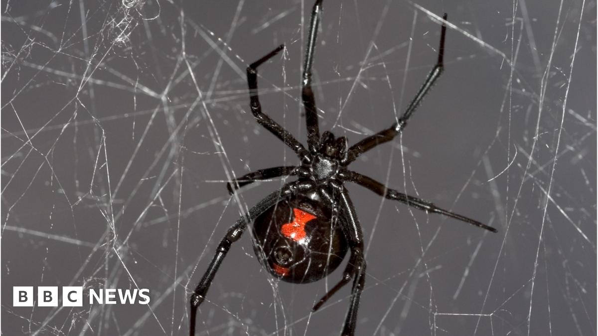 Black widow spider web gives up DNA secrets - BBC News
