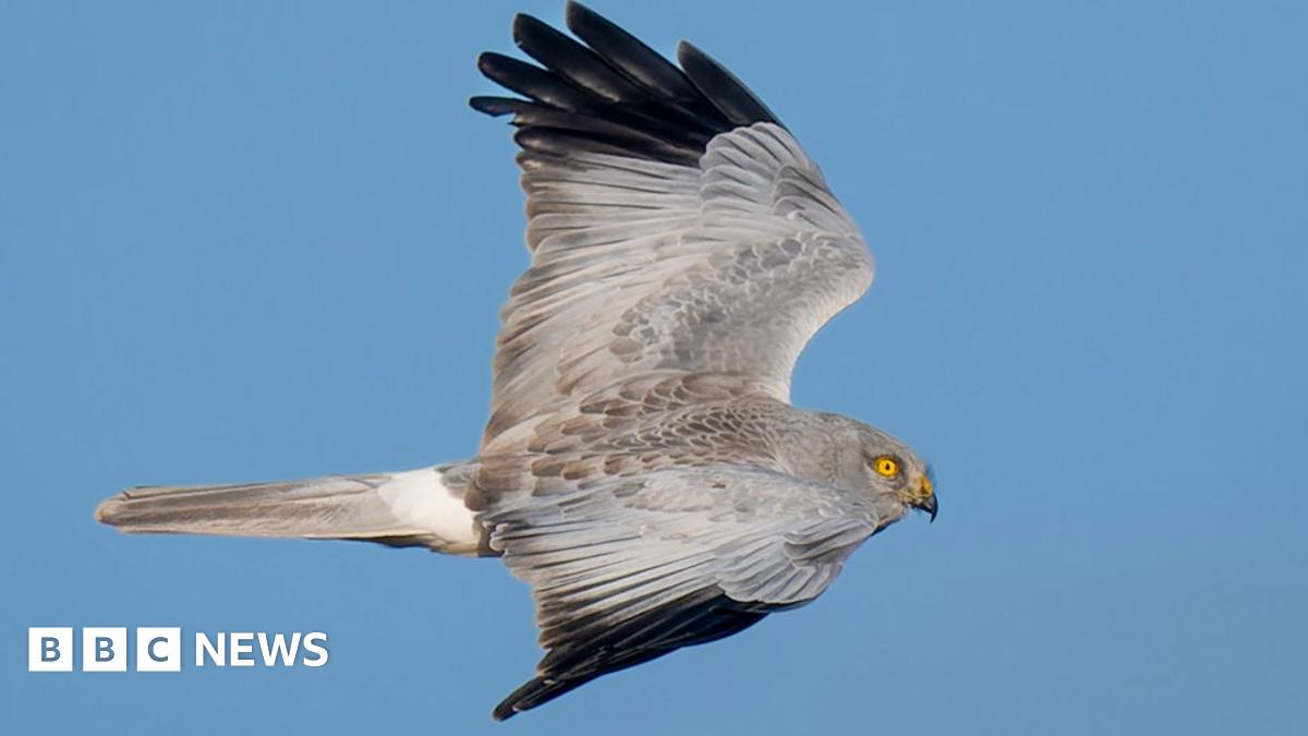 Manx hen harrier population stable, charity says - BBC News