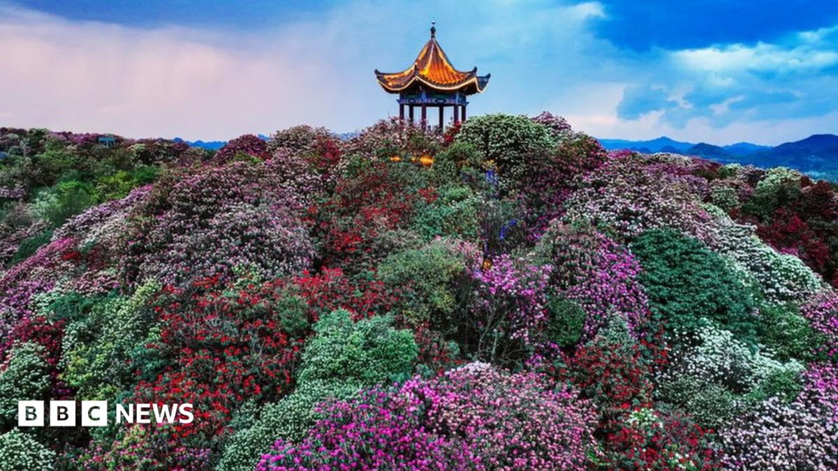 In pictures: Beautiful displays as spring blooms - BBC News