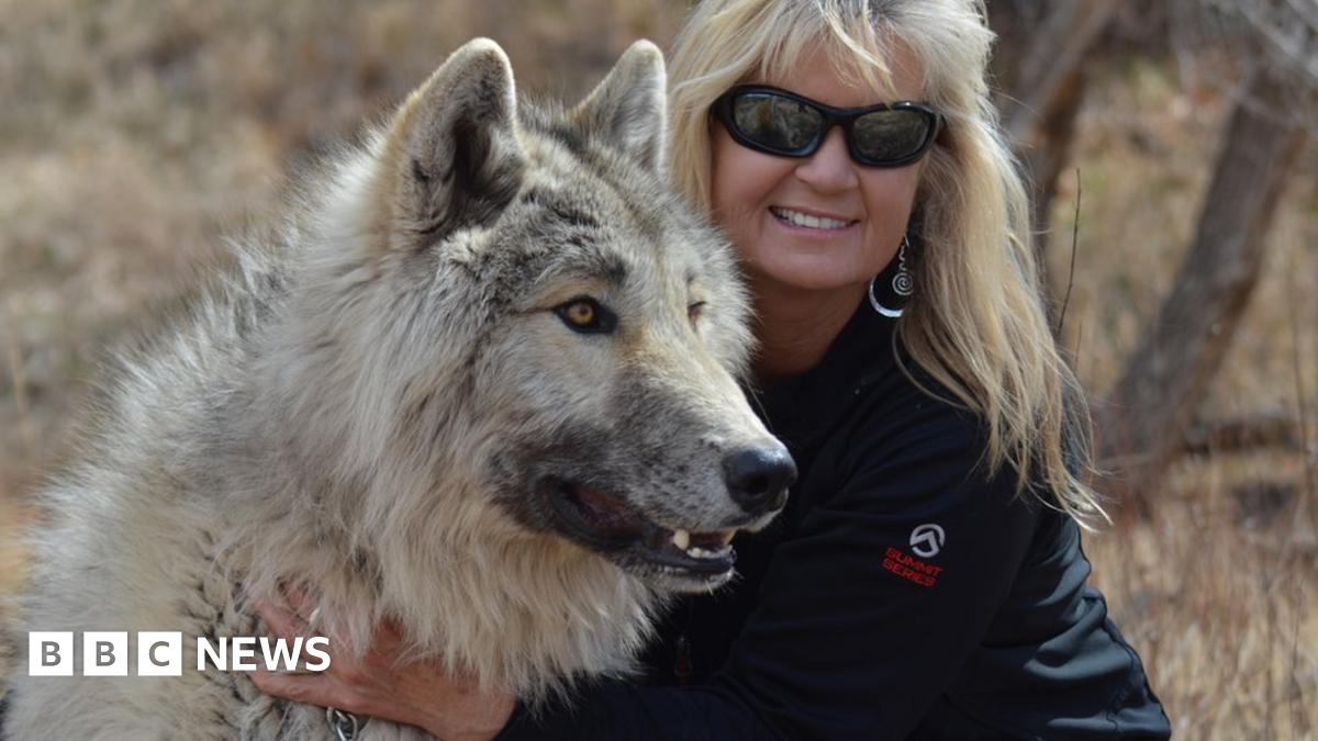 big bad wolf interview