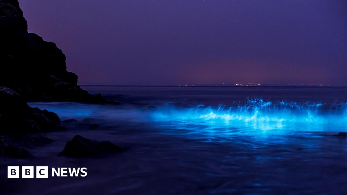 Bioluminescent plankton: 'It's the northern lights of the ocean' - BBC News