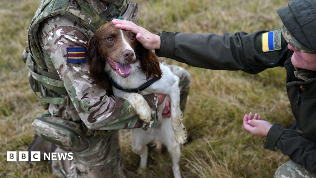 Military dogs save hundreds, says Ukrainian soldier - BBC News