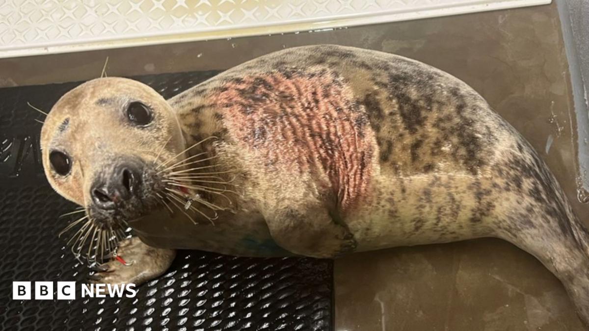 Seal in Cornwall 'horrifically entangled' in fishing hooks - BBC News