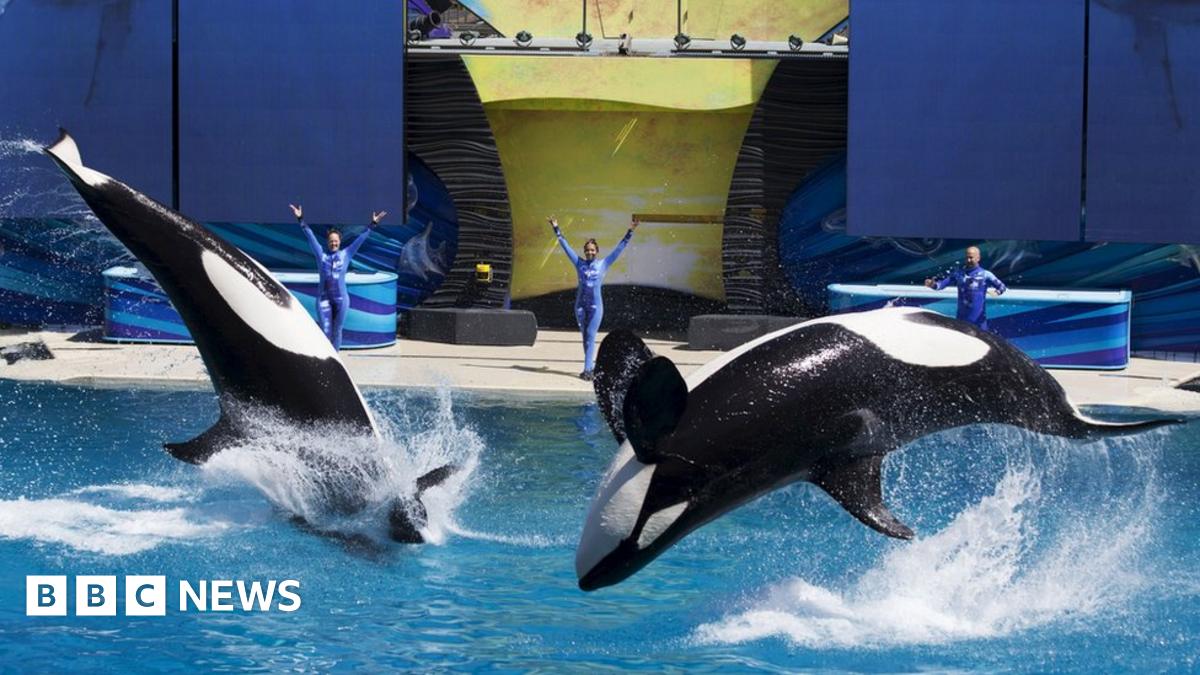 The story of SeaWorld's Shamu killer whales - BBC News