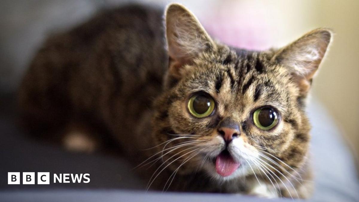 Lil Bub: Cat with millions of online fans dies - BBC News