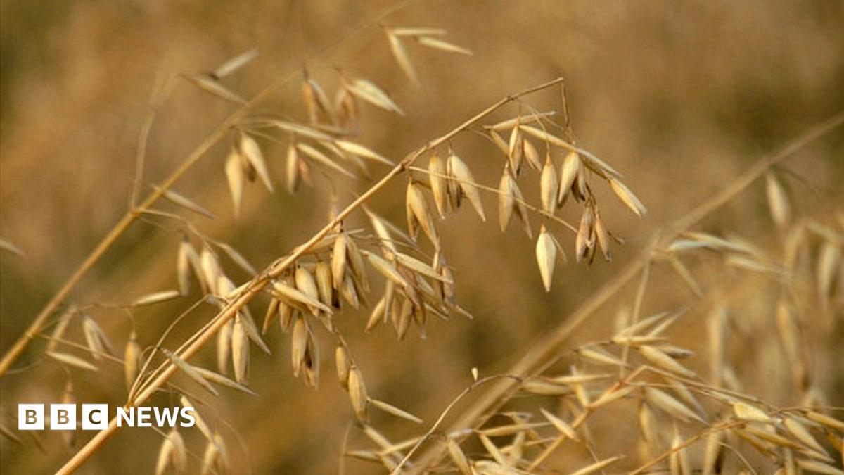 Fane Valley: Agri-food firm submits plans for new Craigavon oat mill ...