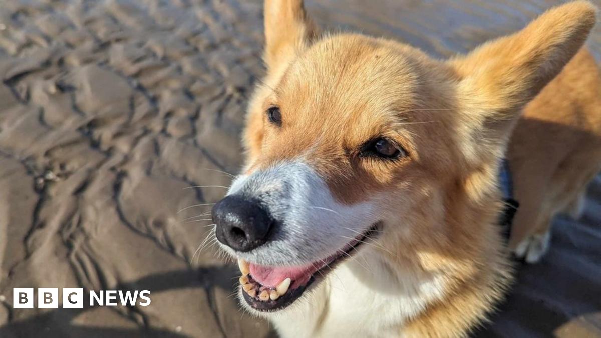 Views wanted on codes of practice to protect pets from mistreatment - BBC News