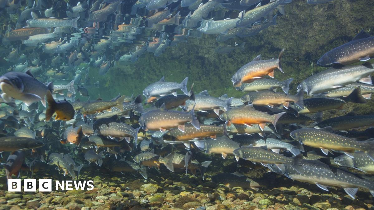DNA secrets to life in the deep - BBC News