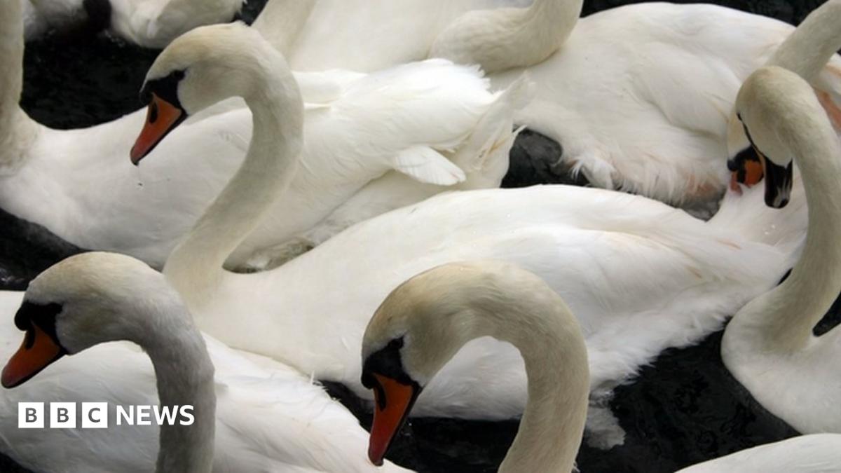 Bird flu: Windsor swans culled as England outbreak spreads - BBC News