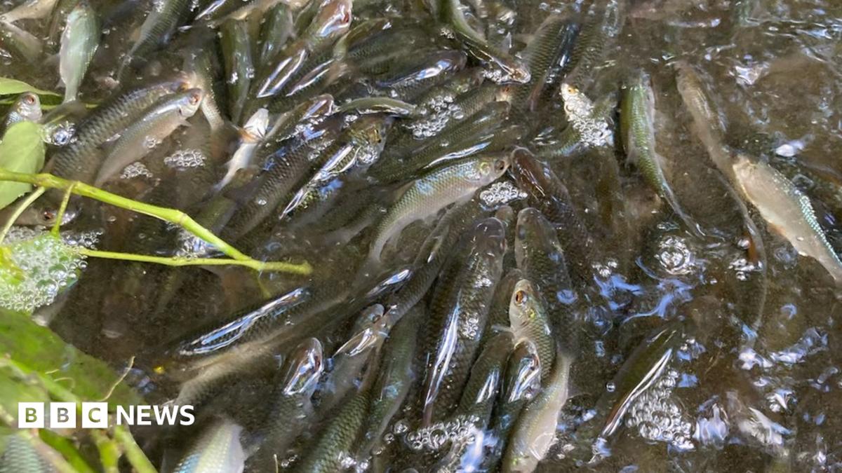 Norfolk Broads: 45,000 fish rescued after salt water surge - BBC News