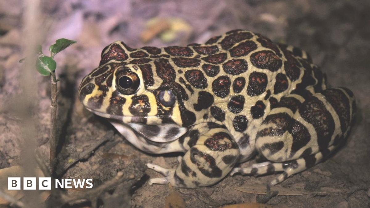 Sex life of rare 'leopard-print' frog revealed - BBC News