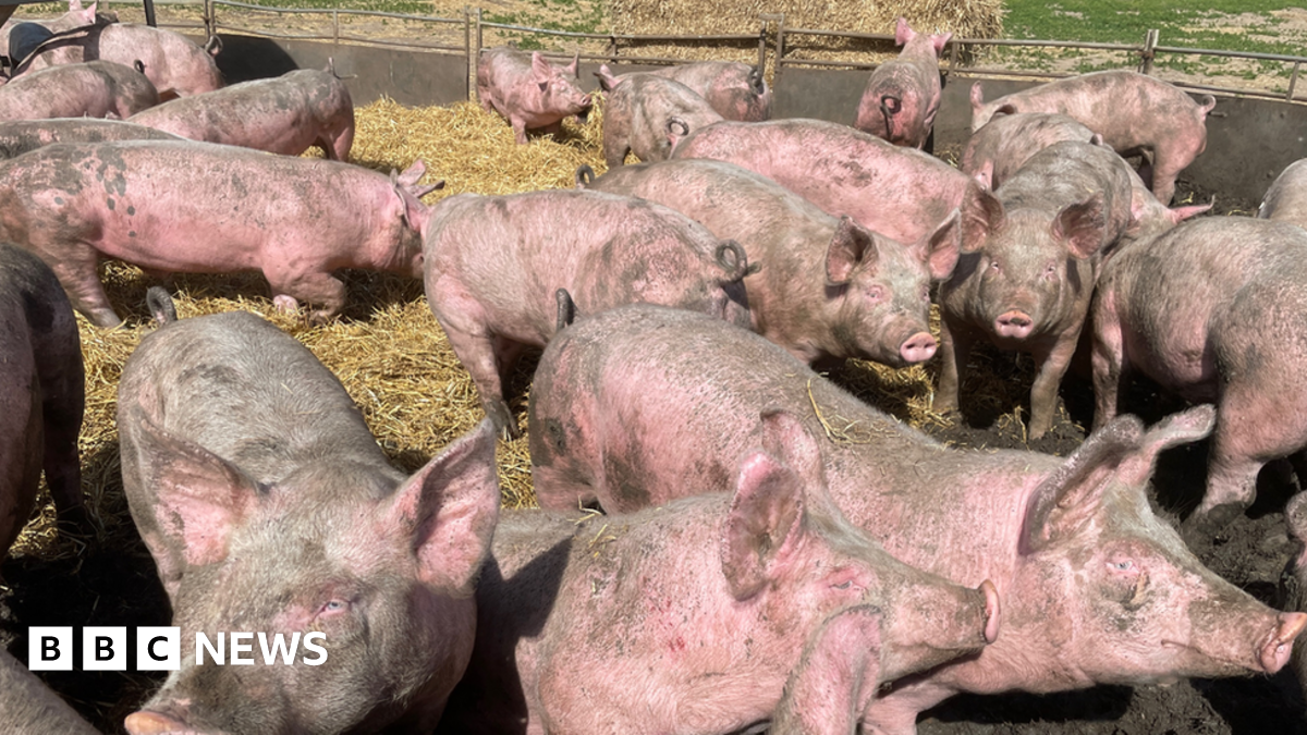 Tesco gives £6.6m to pig producers following plea - BBC News