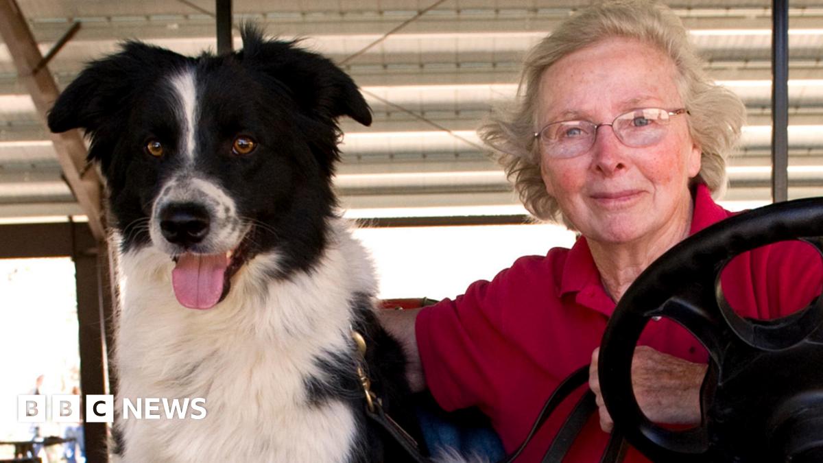 The rescued dogs that rescue people - BBC News