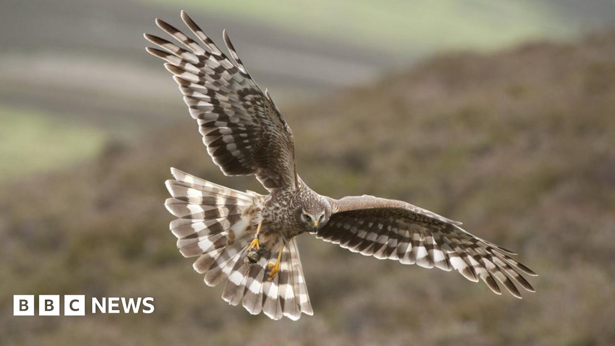 Hen harriers 'vanishing due to illegal killing' - study - BBC News