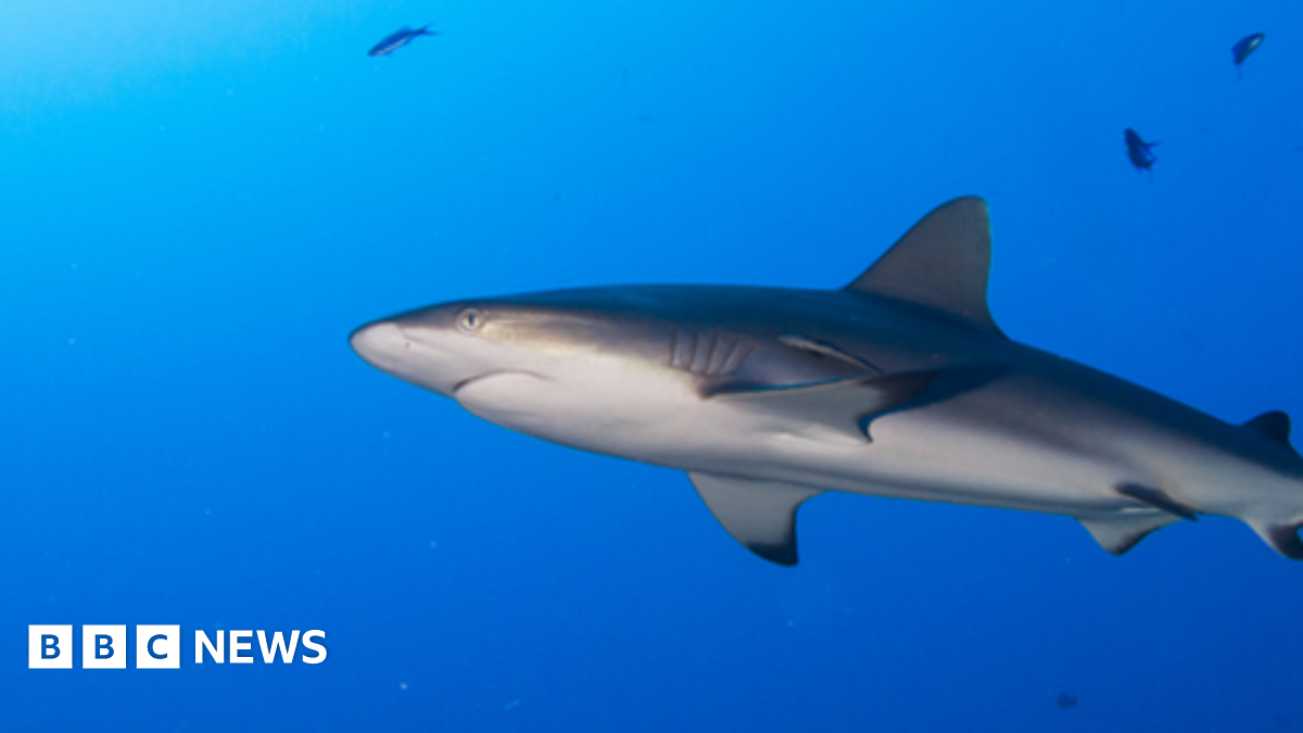 Climate change: Oceans running out of oxygen as temperatures rise - BBC ...