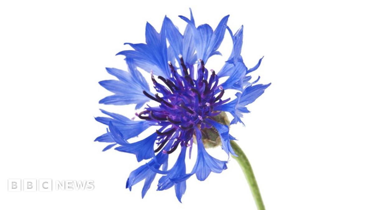 blue cornflower