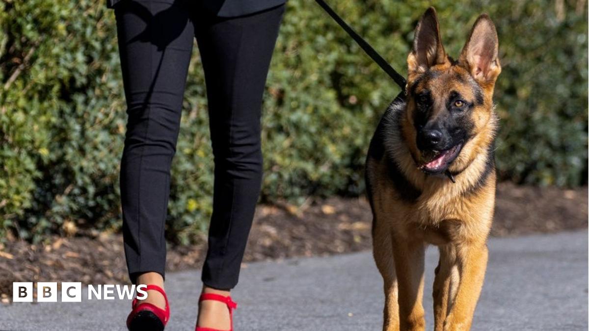 Biden's dog Commander leaves White House after biting incidents - BBC News