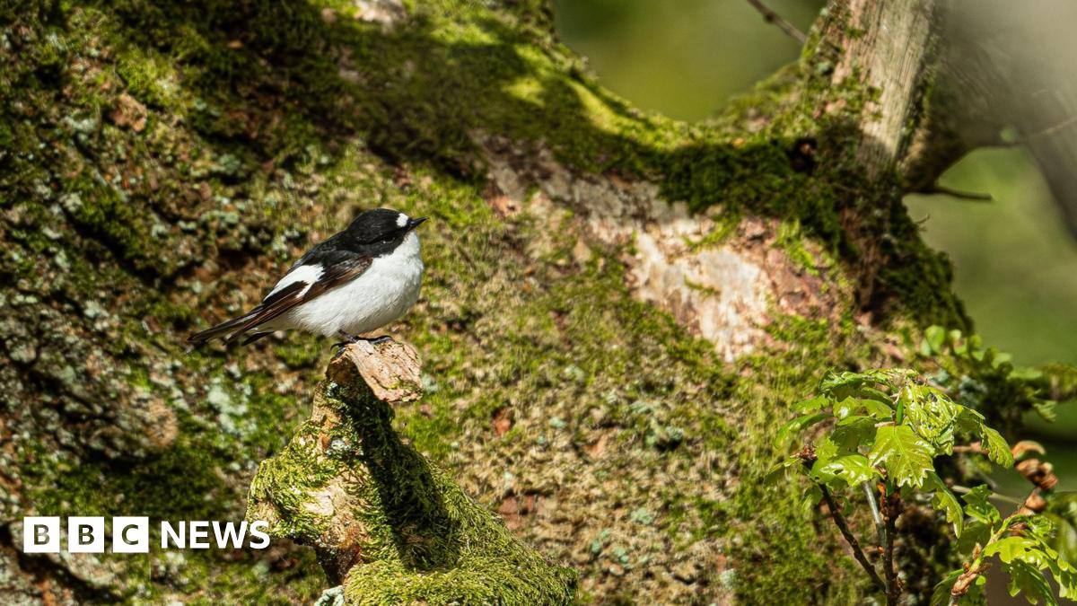 Droppings of Springwatch bird being analysed - BBC News