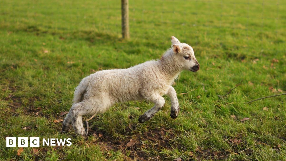 Sheep enrol at French school as students - BBC News