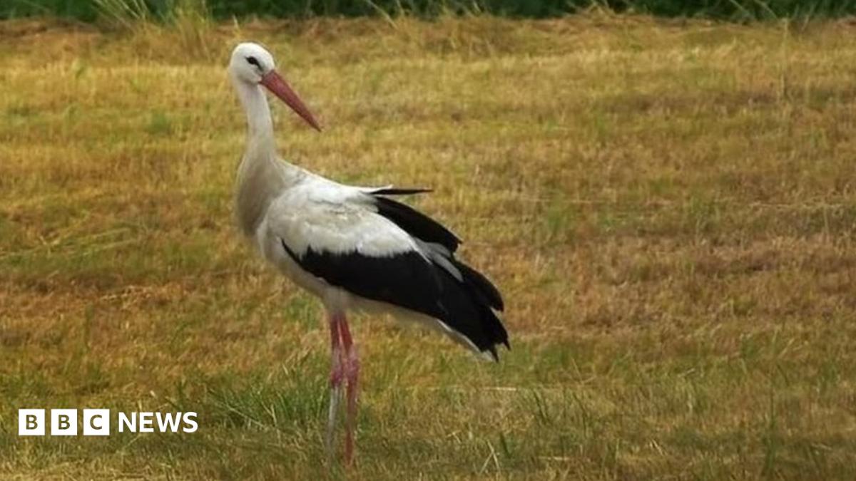 Towers to encourage storks to breed in Dorset - BBC News
