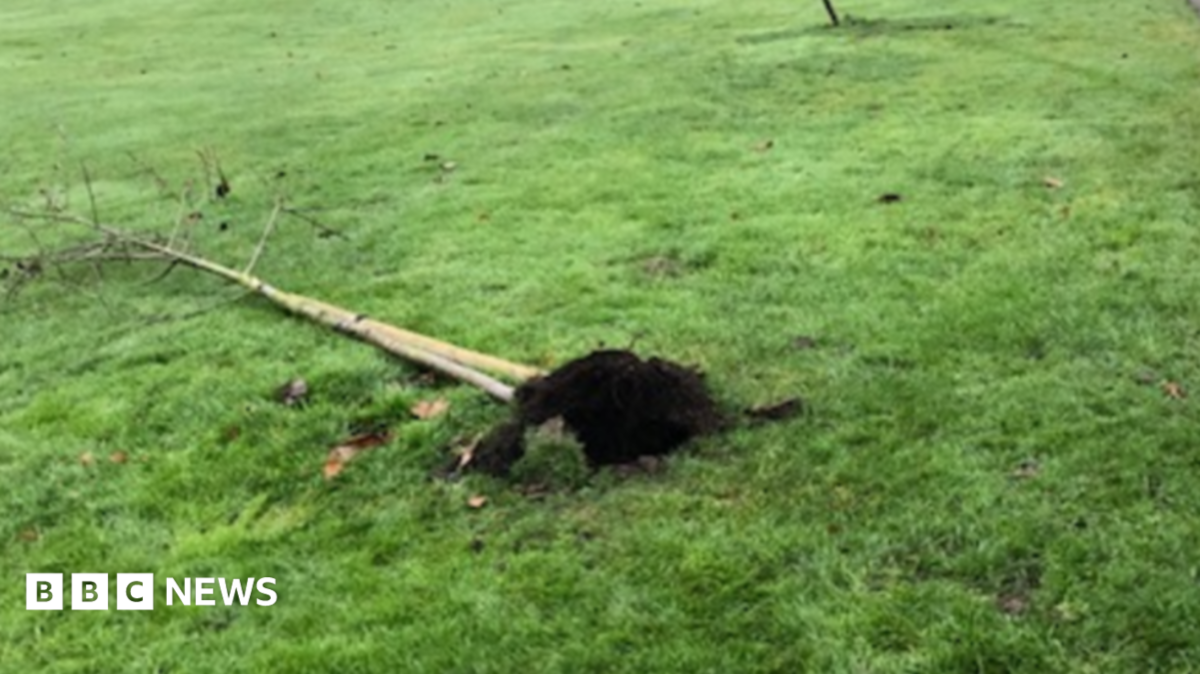 Vandals uproot cherry trees in Bourne park attack - BBC News
