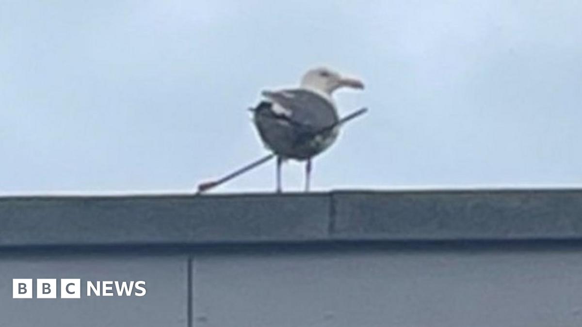 Appeal after seagull shot in the wing with an arrow - BBC News