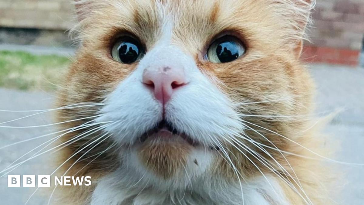 How Henry the cat won the hearts of Addenbrooke's Hospital - BBC News