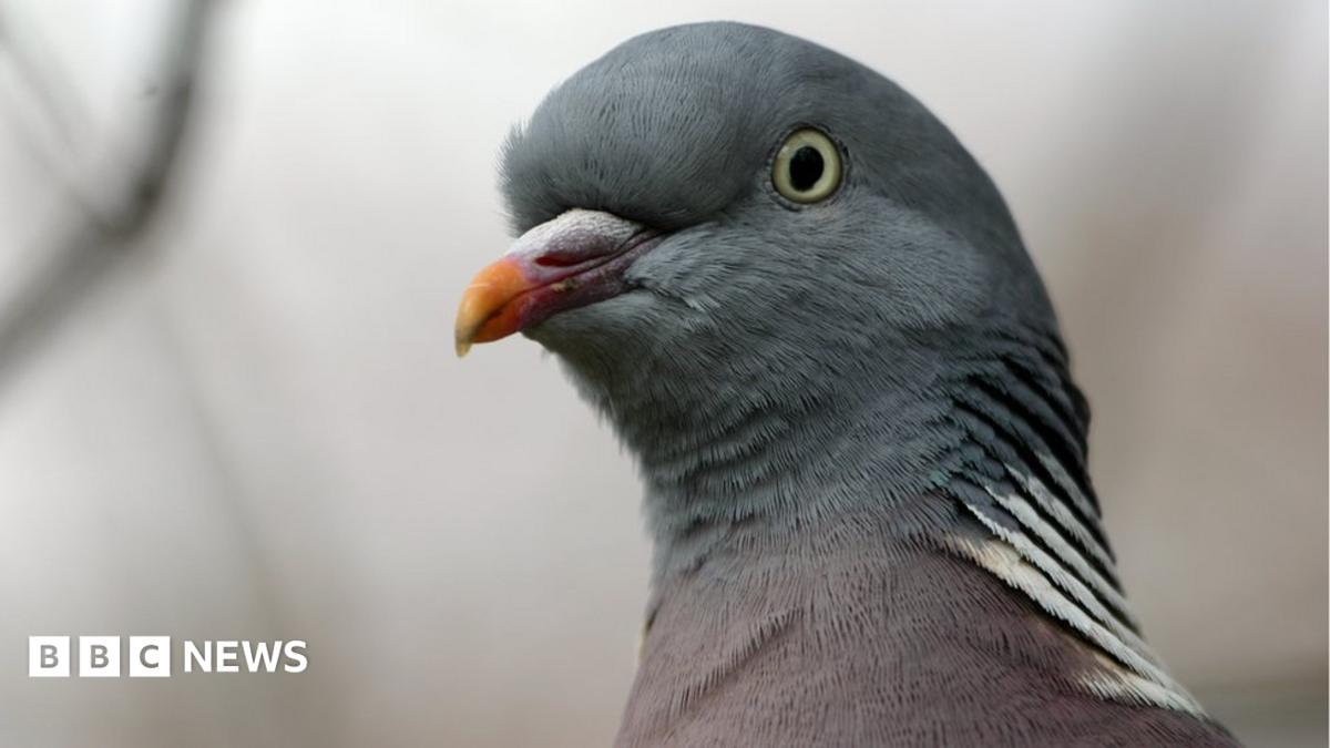Pigeon poop unlucky for Cambridge University - BBC News