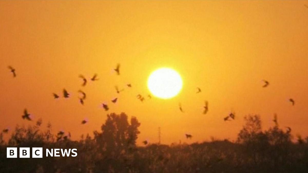 Mysteries of murmuration revealed thanks to you - BBC News