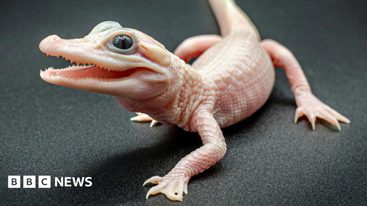 Super rare leucistic alligator born at Florida theme park - BBC News