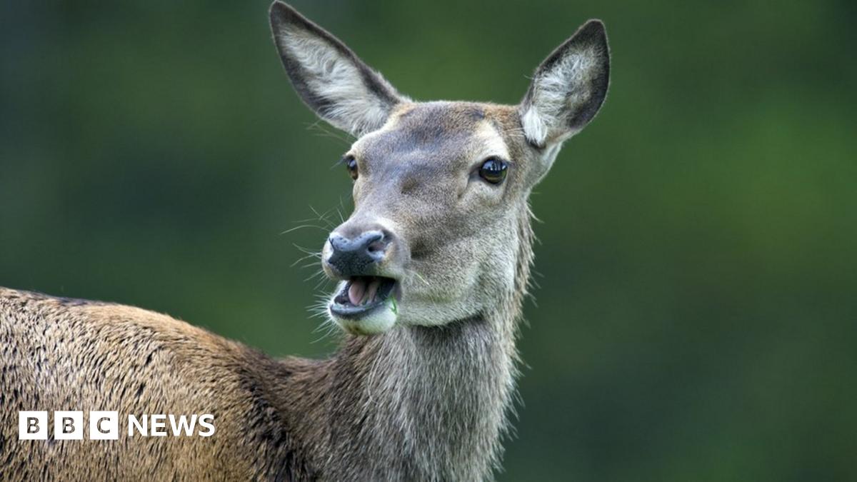 The rare Afghan deer that survived wars - BBC News