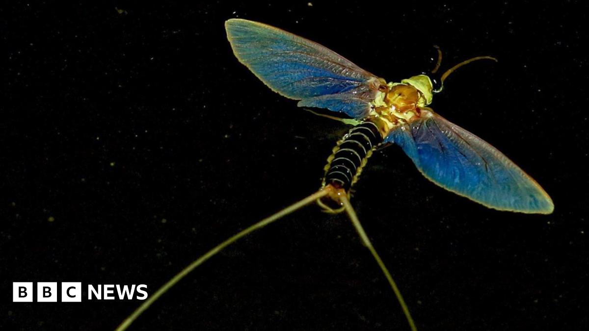 In pictures: Mayfly swarms dance on Hungary river - BBC News