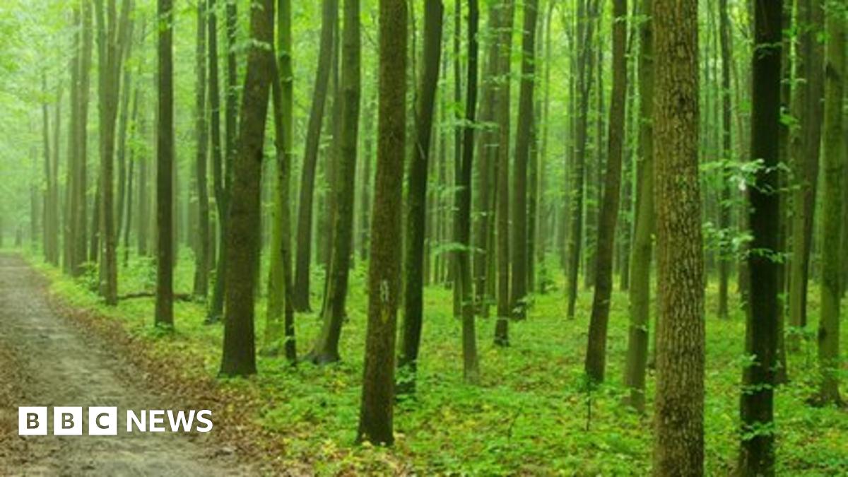 'Feel good' factor not CO2 boosts global forest expansion - BBC News